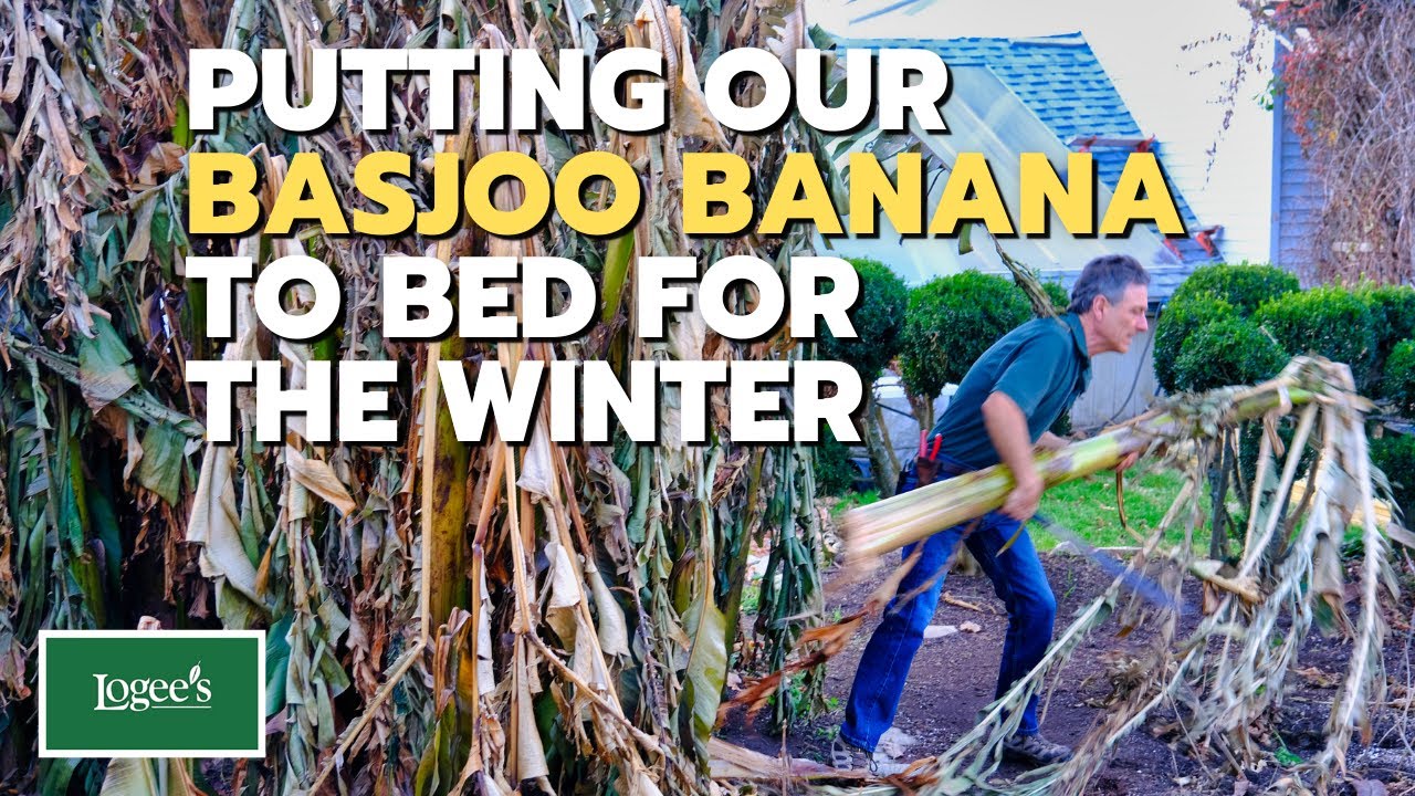 It's bedtime for our Basjoo Banana! How to put the Hardy Banana (Musa ...