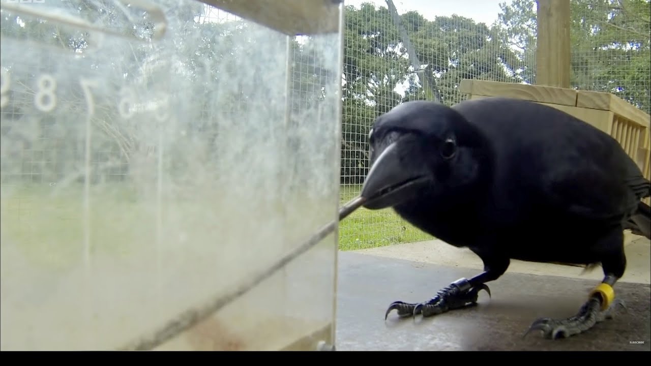 The Smartest Crow of All Time - YouTube