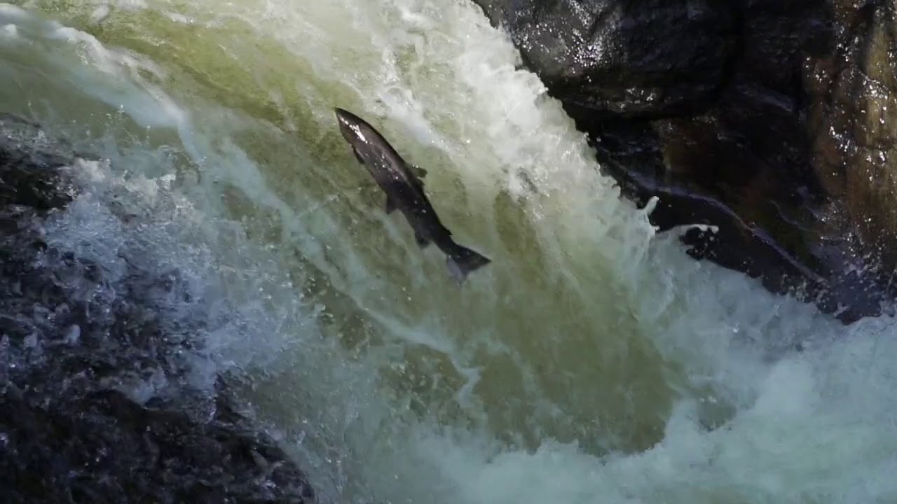 Atlantic salmon on the River Almond - YouTube