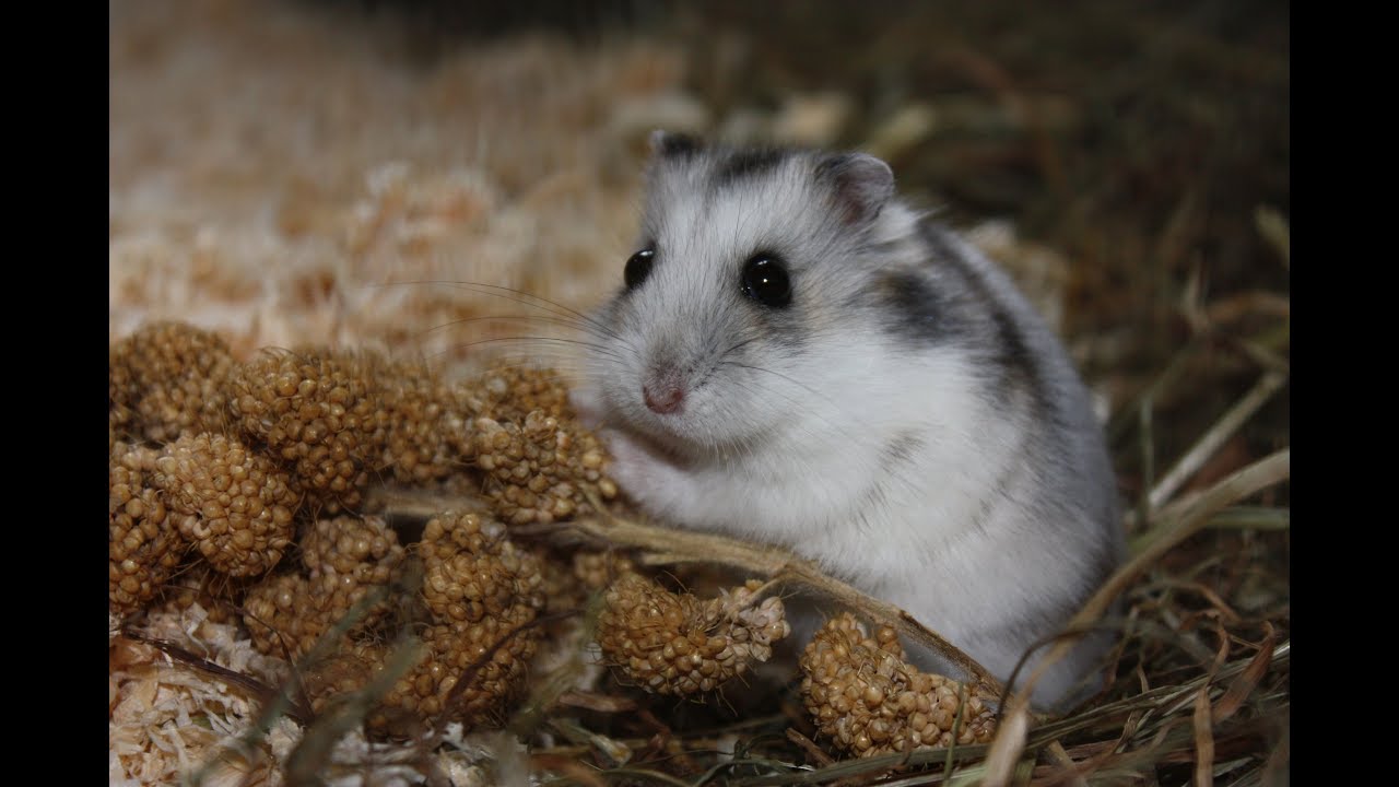 Free Hamster Images with CC0 licenses with no attribution required for ...