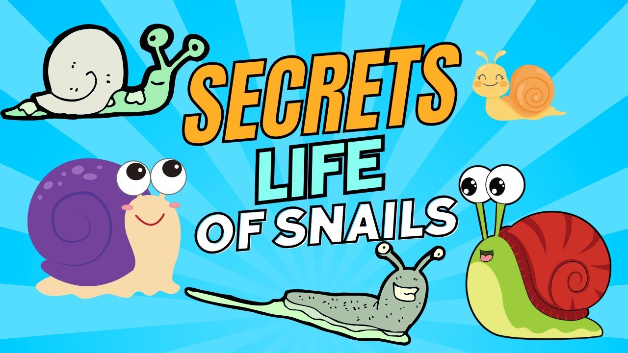 The Secret Life of Snails || Kid's Educational video - YouTube