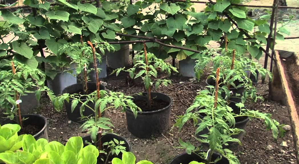 Promoting Local Food Production in Tuvalu - YouTube