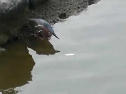 See!!!!! how to catching a fish by a bagula - YouTube