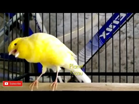 The sound of the canary makes other canaries participate in the sound - YouTube