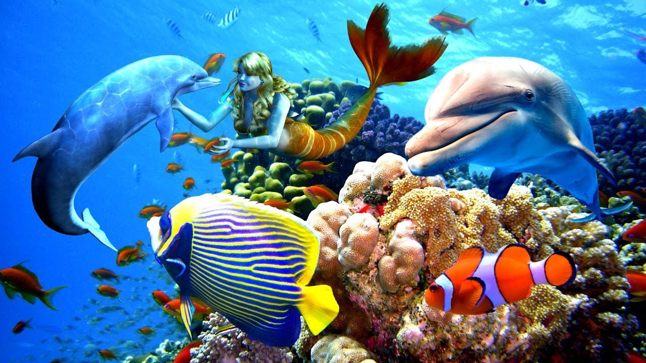 8 hours of Beautiful Relaxing Music, Aquarium Coral Reefs Fish ...