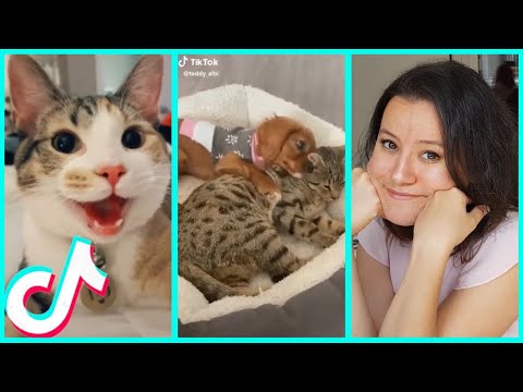 AŞIRI TATLI HAYVAN VİDEOLARI | TikTok'un en şirin hayvanları 😍