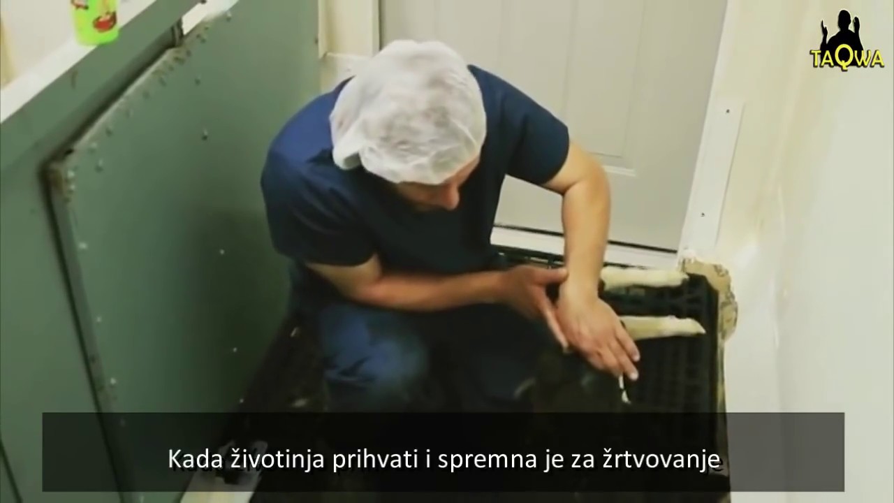 HALAL KLANJE ŽIVOTINJA U ISLAMU 2 DIO - YouTube