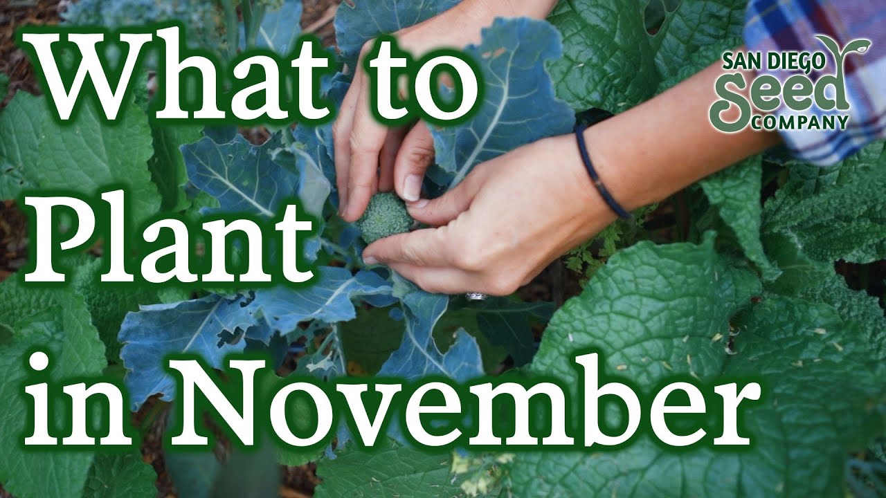 9 Types of Crops To Plant In November | Winter Gardening Guide - YouTube