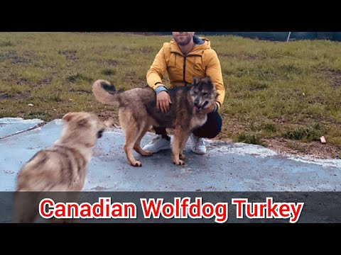 TÜRKİYEDE KANADA KURDU BESLEMEK (Wolfdog)