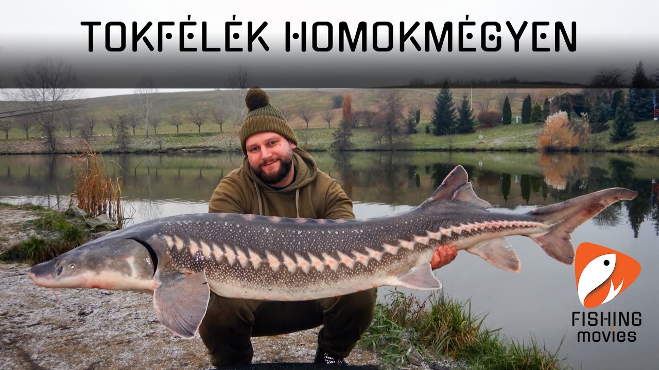 Bemutatkoznak a Tokfélék - YouTube