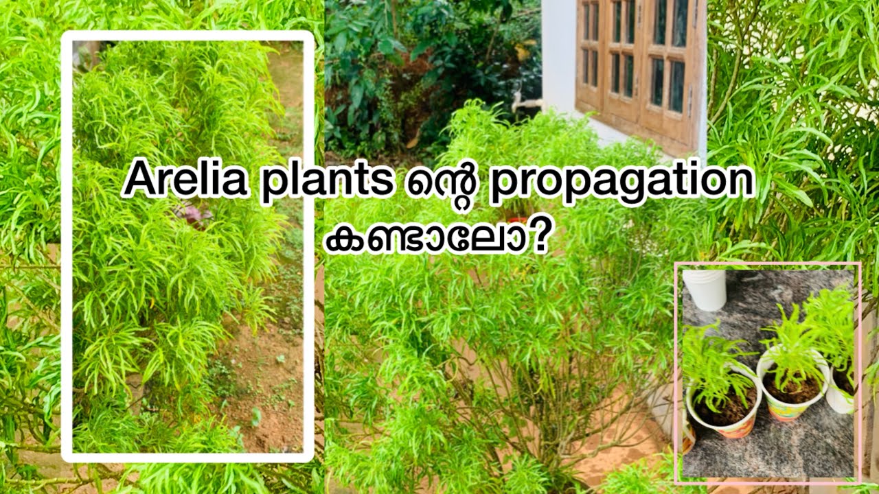 Arelia propagation കണ്ടാലോ| let's watch Arelia propagation| - YouTube
