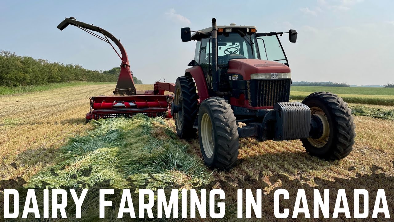 Chopping Barley Silage / Day 1 - YouTube