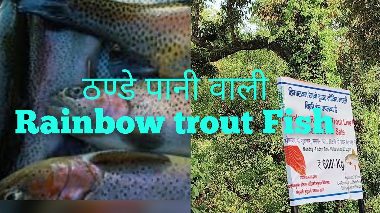 Himalayan Rainbow Trout Fish Museum Champawat ॥ ठण्डे पानी वाली 🌈 🌈 ...