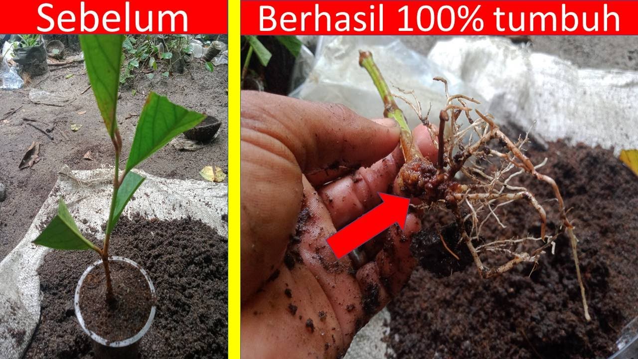 Bongkar akar Dan Cara Stek Batang Jambu Jamaika Agar Tumbuh - YouTube