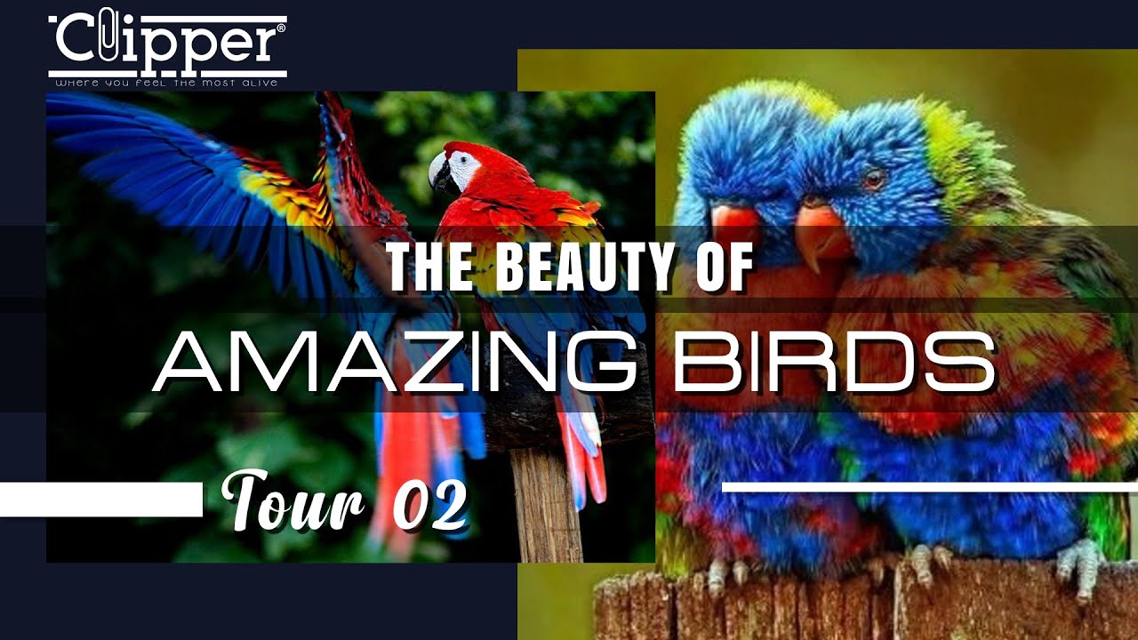The Beauty of Amazing Birds Tour 02 - YouTube