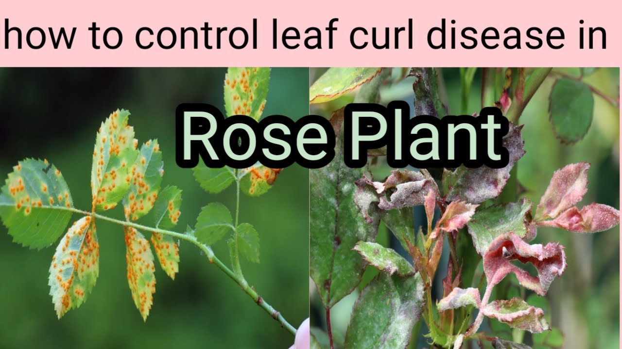 ಗುಲಾಬಿ ಗಿಡದ leaf curl ರೋಗವನ್ನು ಹೇಗೆ ಗುಣಪಡಿಸುವುದು|| how to control leaf ...