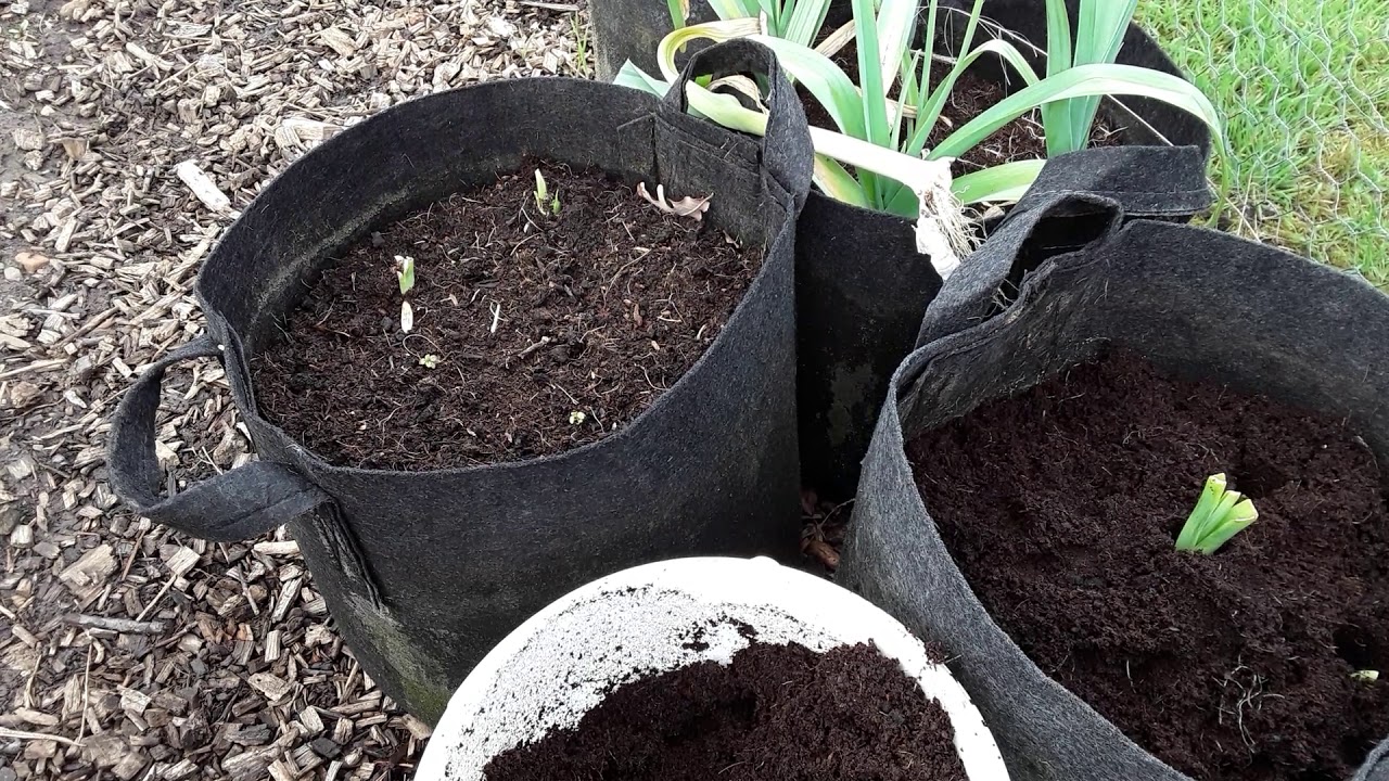 Allium Leaf Miner Leek Experiment ♻️ Cut And Grow ♻️ Check My Playlist ...