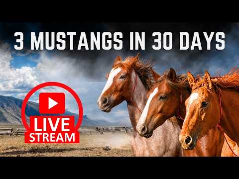 Training 3 Mustangs In 30 days: What Really Happened? [LIVESTREAM SPECIAL]