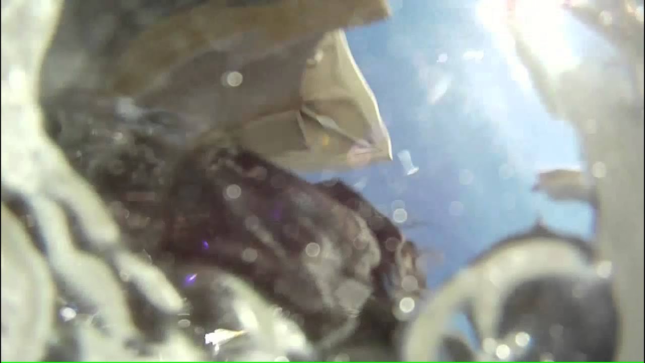 GoPro dog water bowl cam - YouTube
