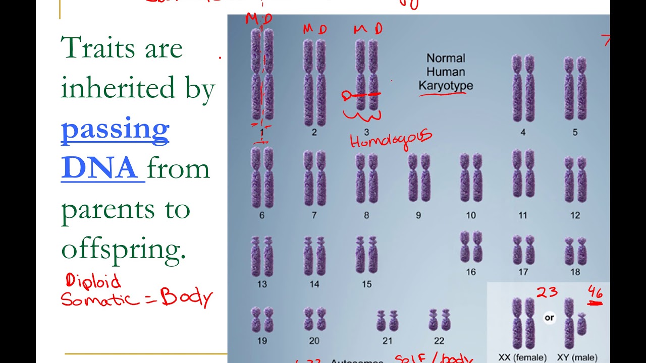 Mendelian genetics part 1 - YouTube