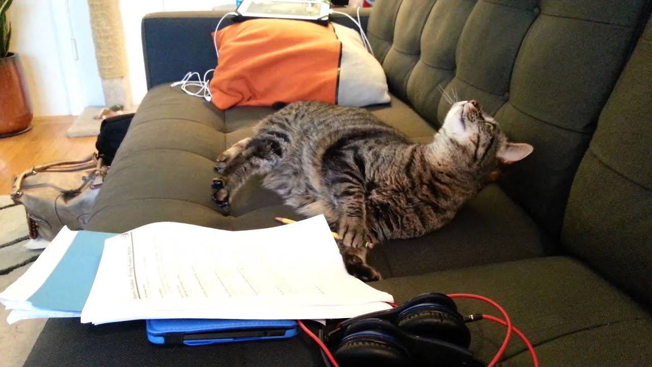 Cat Doing Homework - YouTube