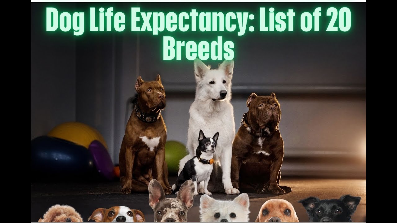 Dog Life Expectancy: List of 20 Breeds... - YouTube