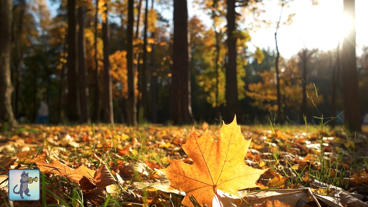 3 HOURS of Beautiful Autumn Colours ~ Amazing Nature Scenery & The Best ...