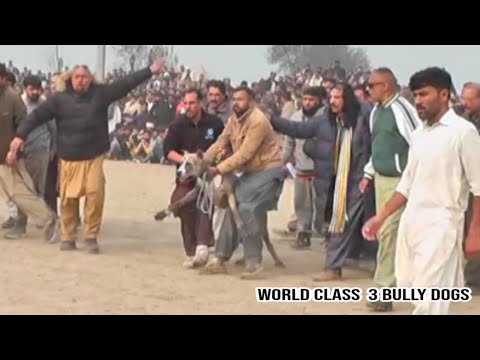 Most famous 3 bully dogs billu bhatianwala,chandi&sher_e_punjab | out ...
