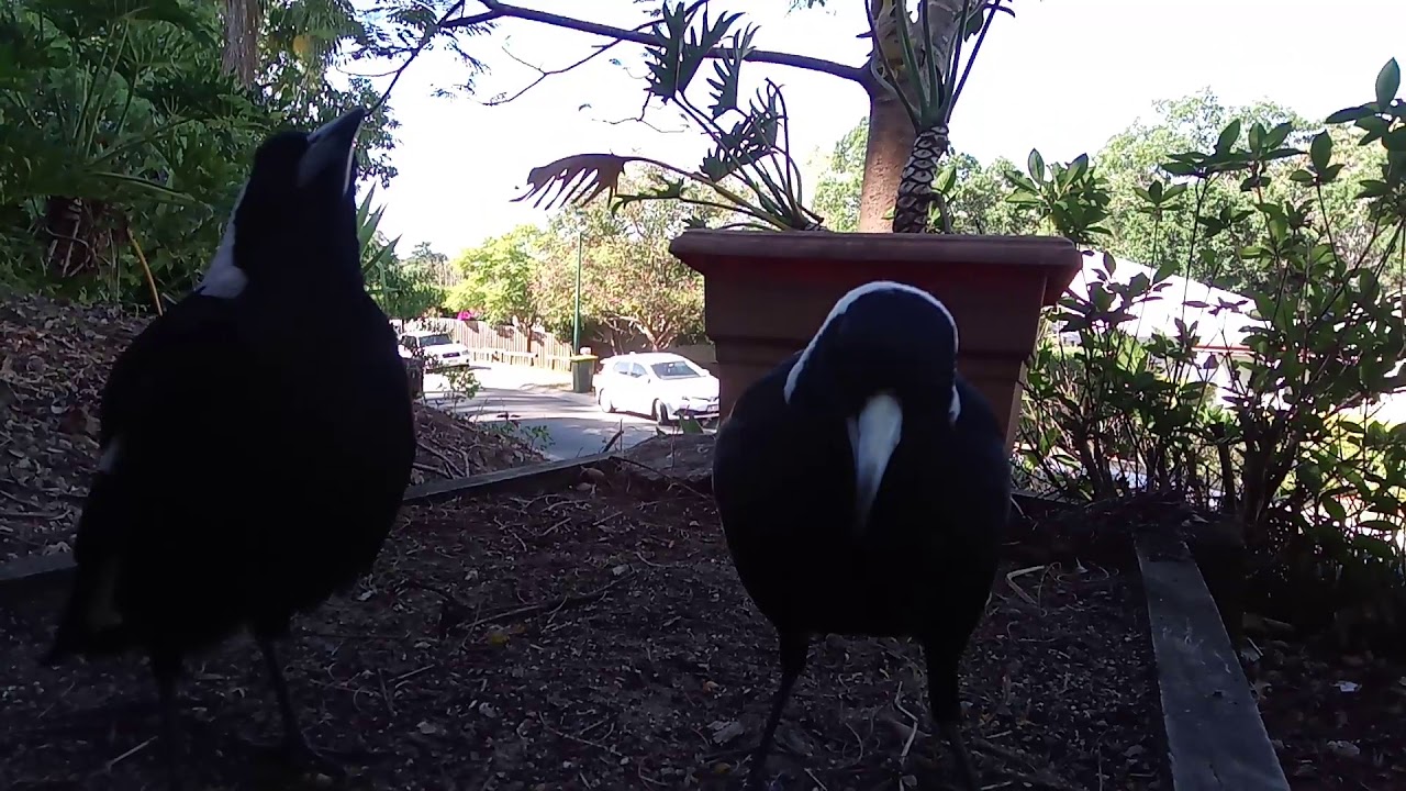 Singing Australian Magpies - turn sound up - YouTube