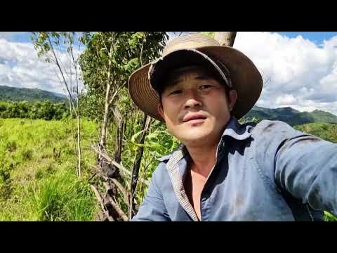 hnub no kuv mu saib teb thiab ntai pob kw lo pub qaib - YouTube