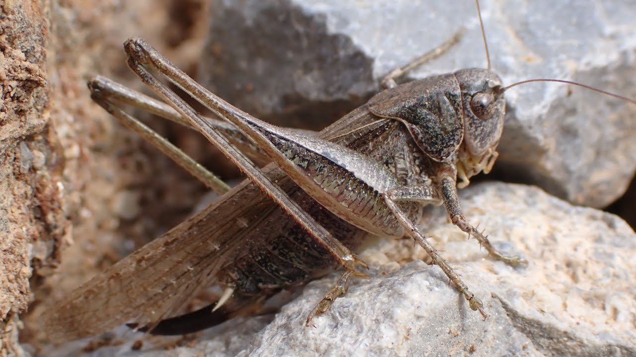 Intermediate Grey Bush cricket (Platycleis intermedia) - YouTube