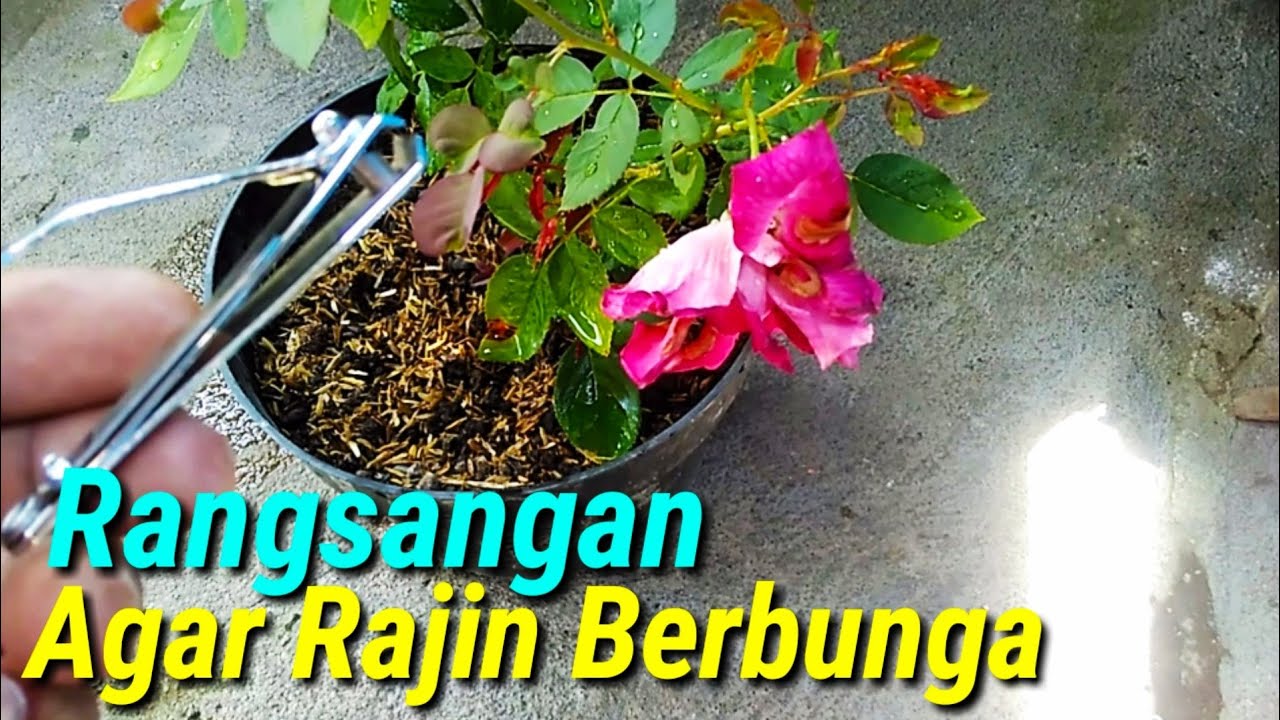 Merangsang Bunga Mawar Agar Berbunga Selalu - YouTube