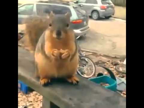 Singing Squirrel - YouTube