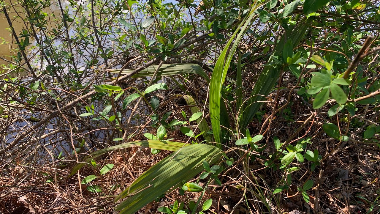 Native Sabal minor in Virginia? - YouTube