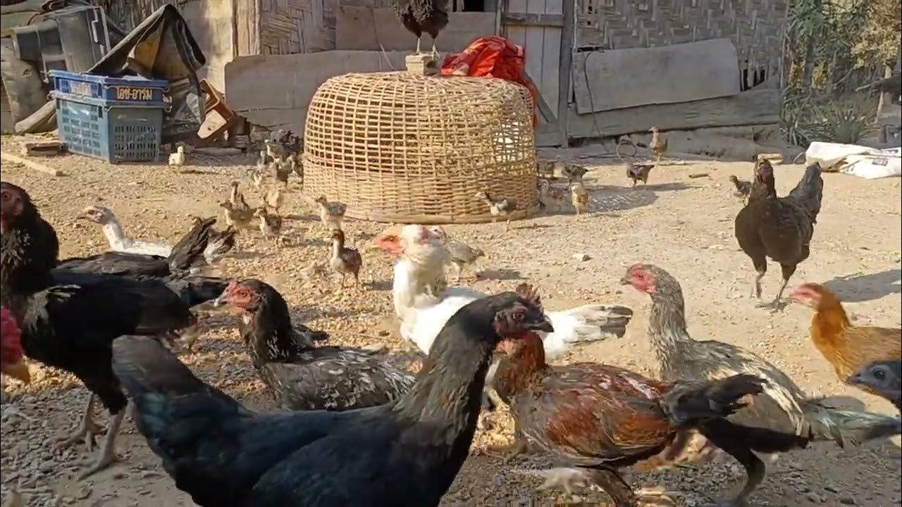 nej nrog kuv mus saib qaib os - YouTube