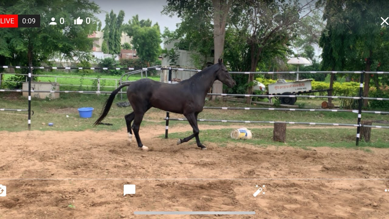 Horse running - YouTube