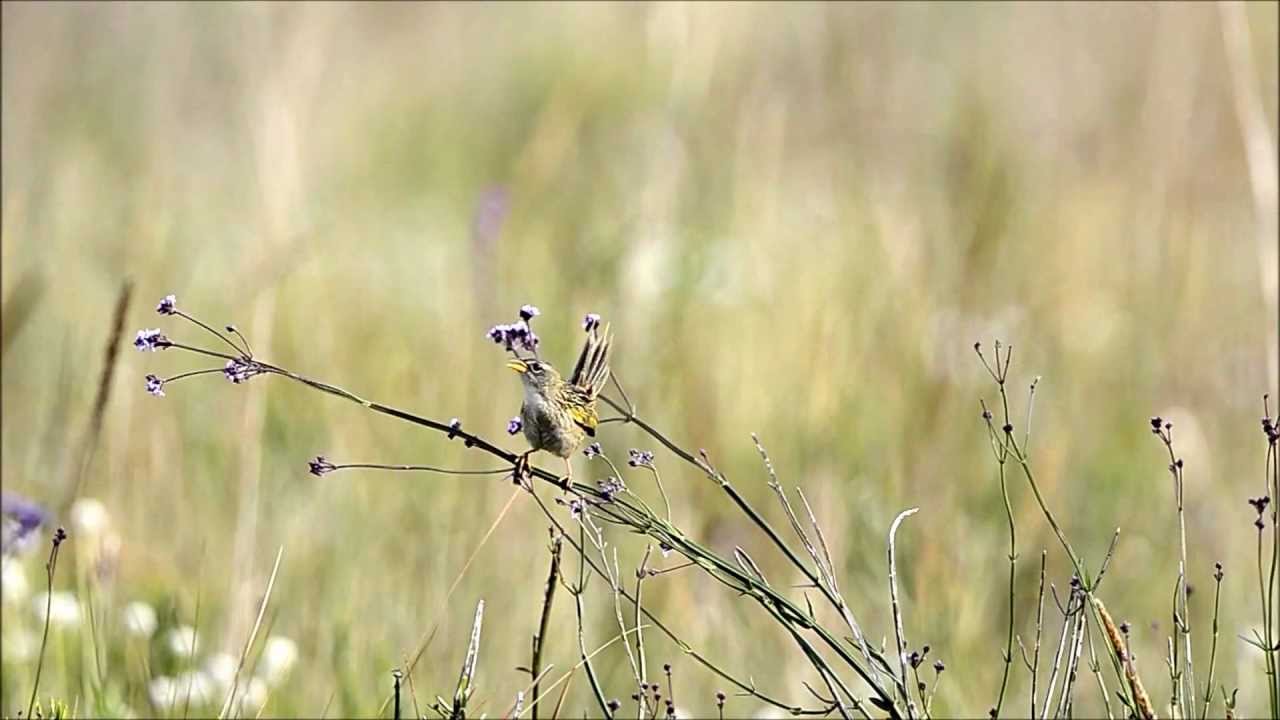 Lesser Grass-Finch, Emberizoides ypiranganus, canário-do-brejo - YouTube