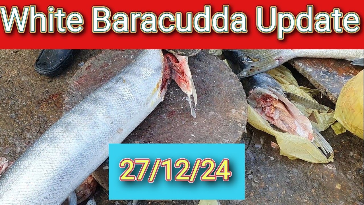 Fish Video | White Barracuda & Dahtti Fish update | Karachi fishery ...