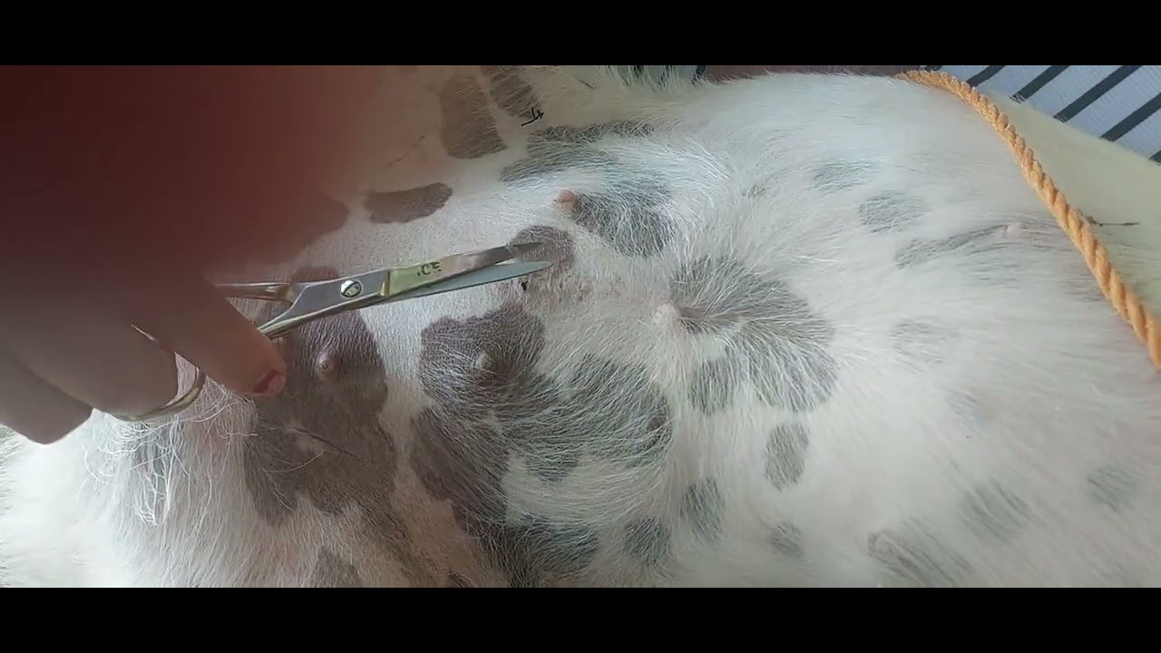 HOW TO REMOVE STITCHES - YouTube