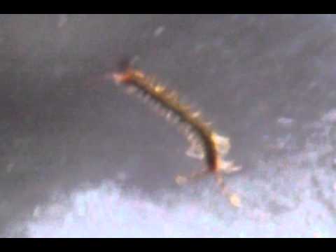 Forty leg / centipede trying to escape - YouTube
