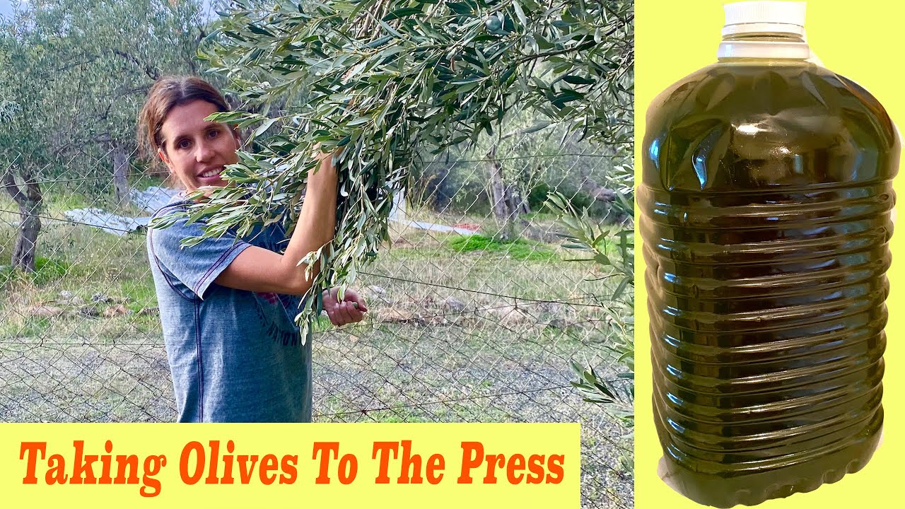 HOW IT"S MADE ~ Visit OLIVE OIL Press ~ How Fresh Olives are pressed ...