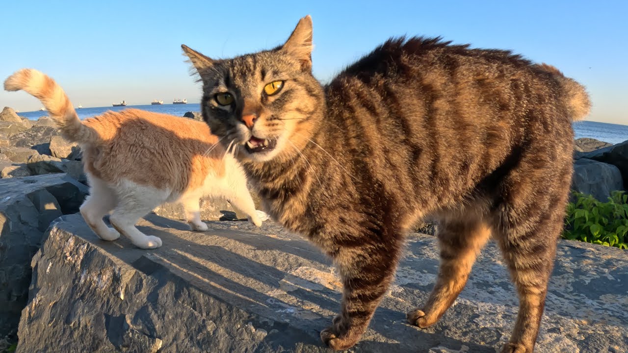Purr-Meow cutest meow I have ever heard - YouTube