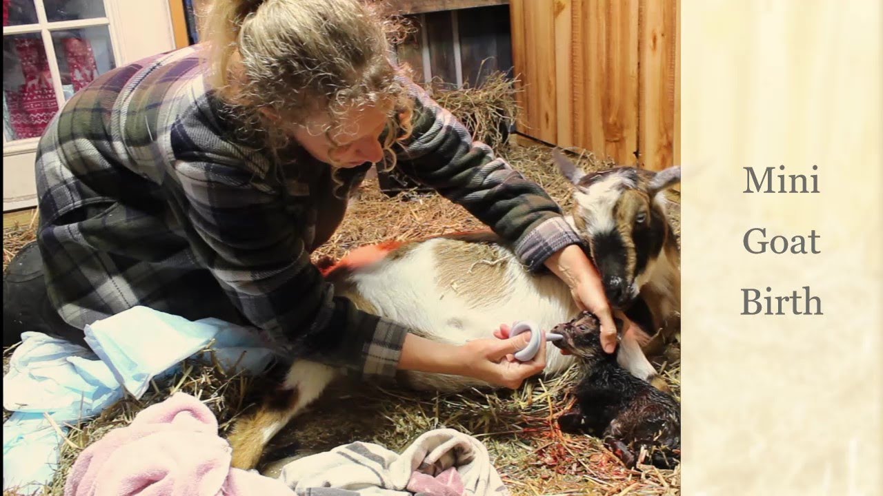 Esme gives birth! Nigerian dwarf goat shocked us with all these babies ...