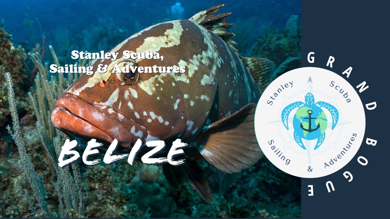 Scuba Belize, 2021, Grand Bogue, Turneffe Atoll - YouTube