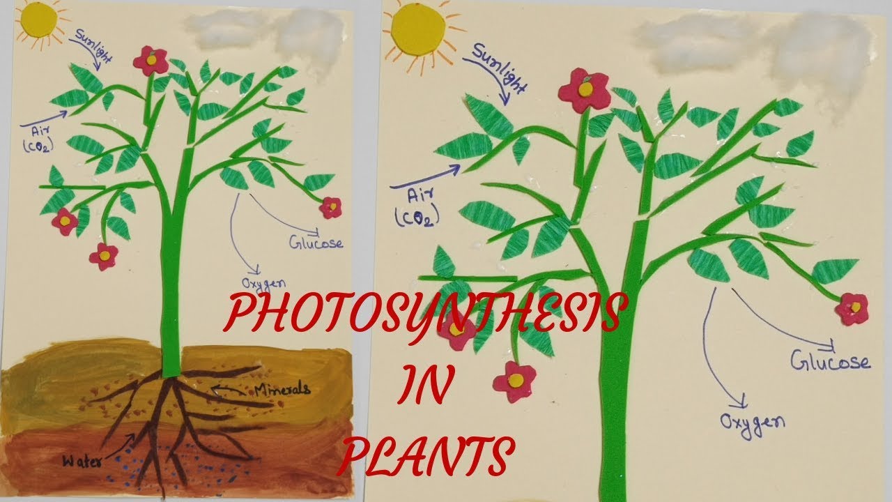 Process of Photosynthesis in plants | What plants need to grow| School ...