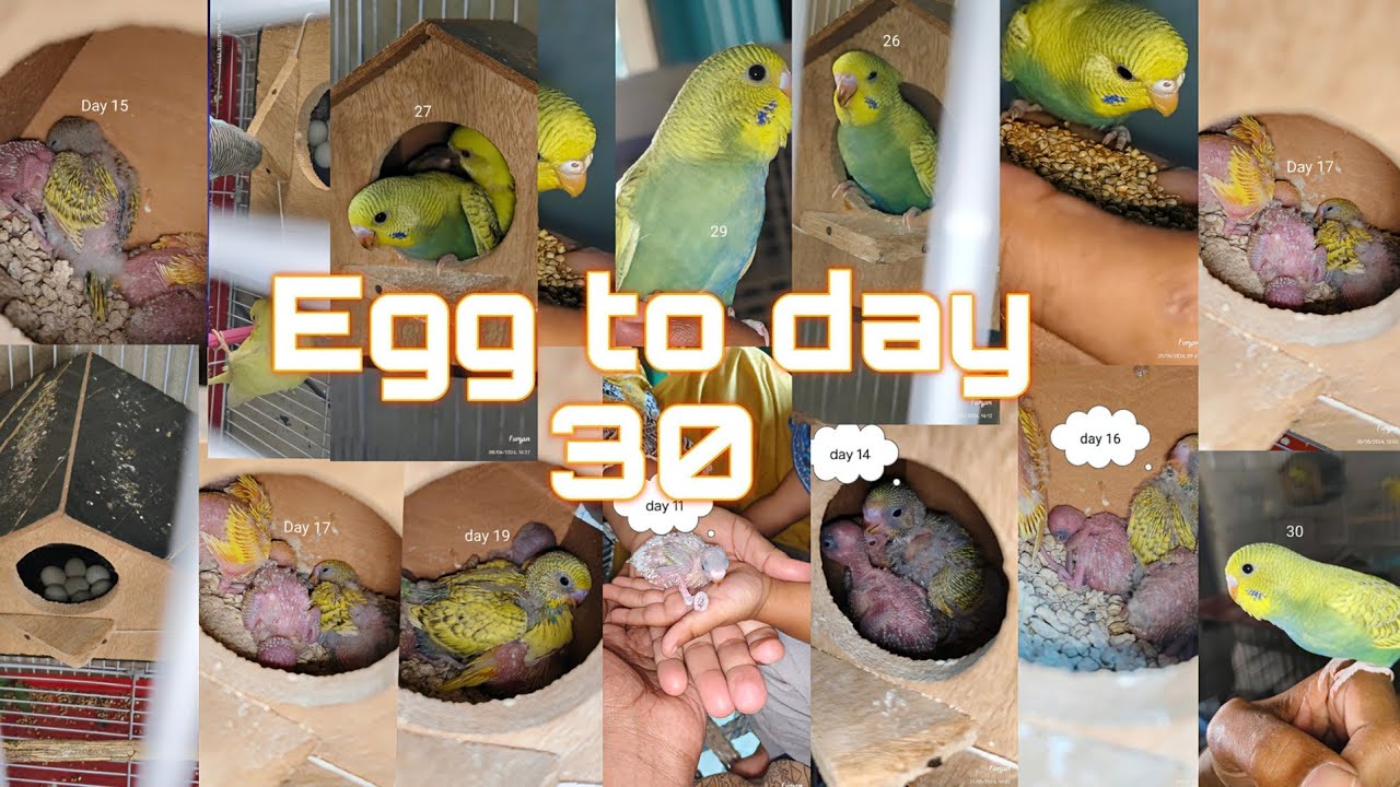 Budgies Baby Growth Stages Day 1 to Day 30 #budgies #babygrowth # ...