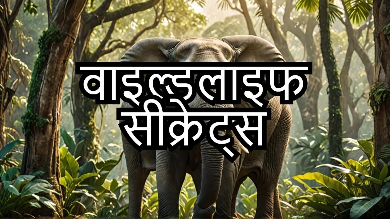 hathi raja kahan chlay |Top Wildlife Expert Reveals Hathi Raja Secrets ...