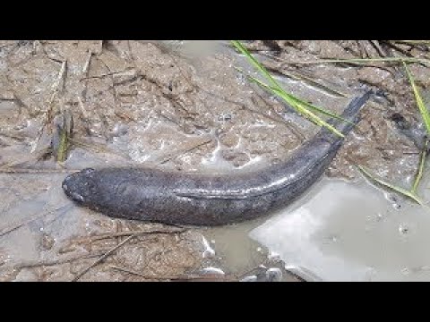 Amazing fishing in battambang cambodia Khmer net fishing Cambodia traditional Fishing ( Pa