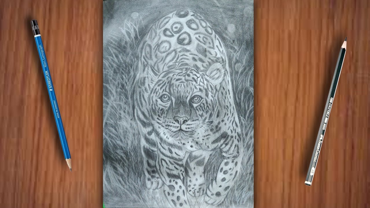 How to drawing Tiger. sketching shading graphite step by step tutorial ...