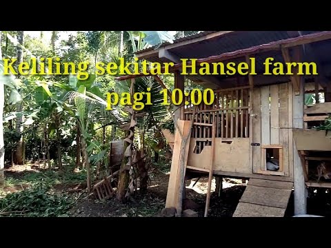 Keliling2 sekitar kandang Hansel farm - YouTube